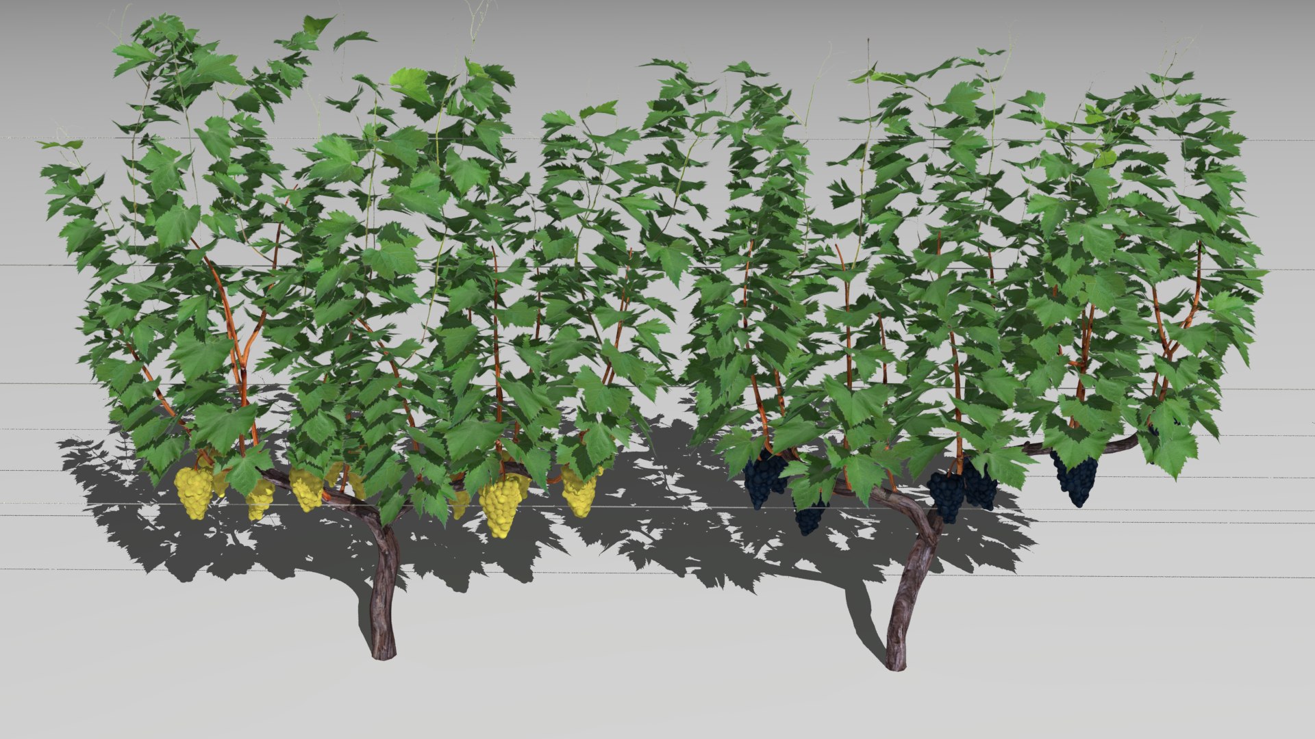 Large Vineyard 3D Model - TurboSquid 2407831