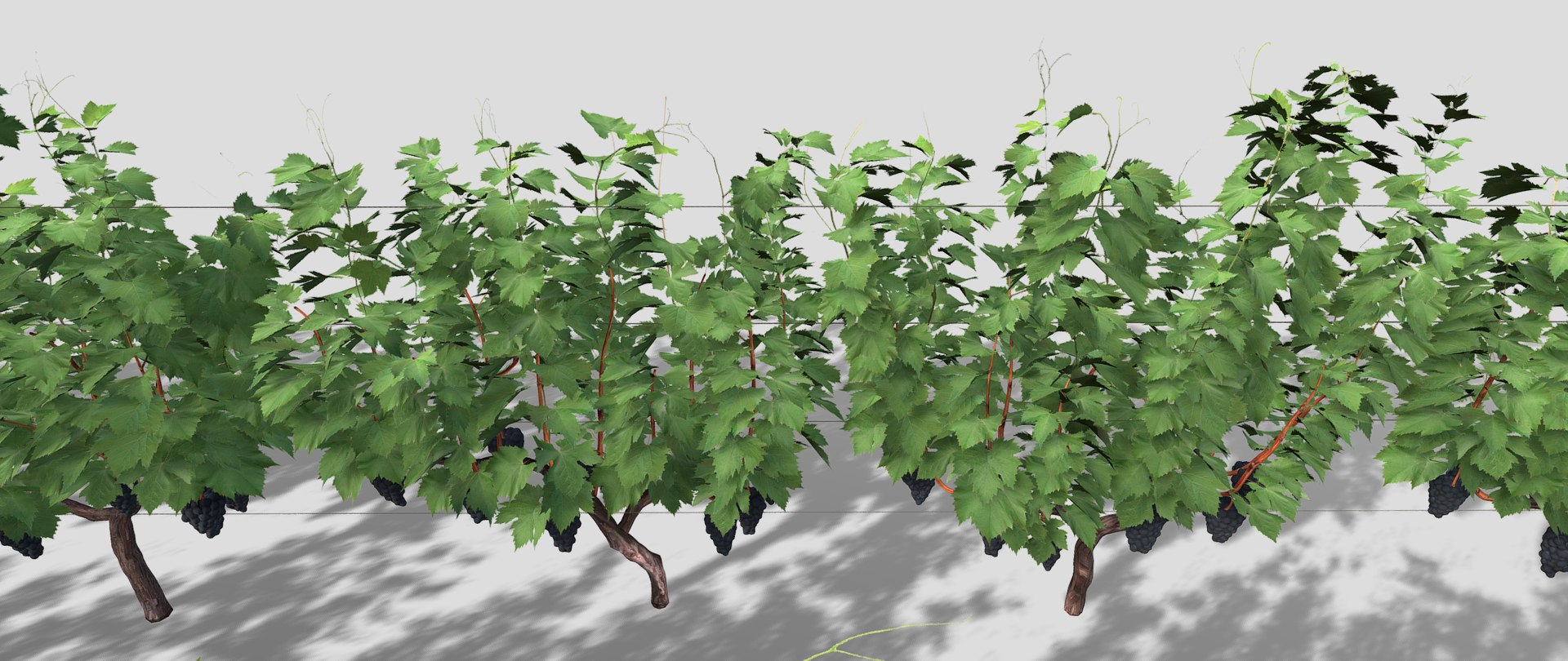 Large Vineyard 3D Model - TurboSquid 2407831