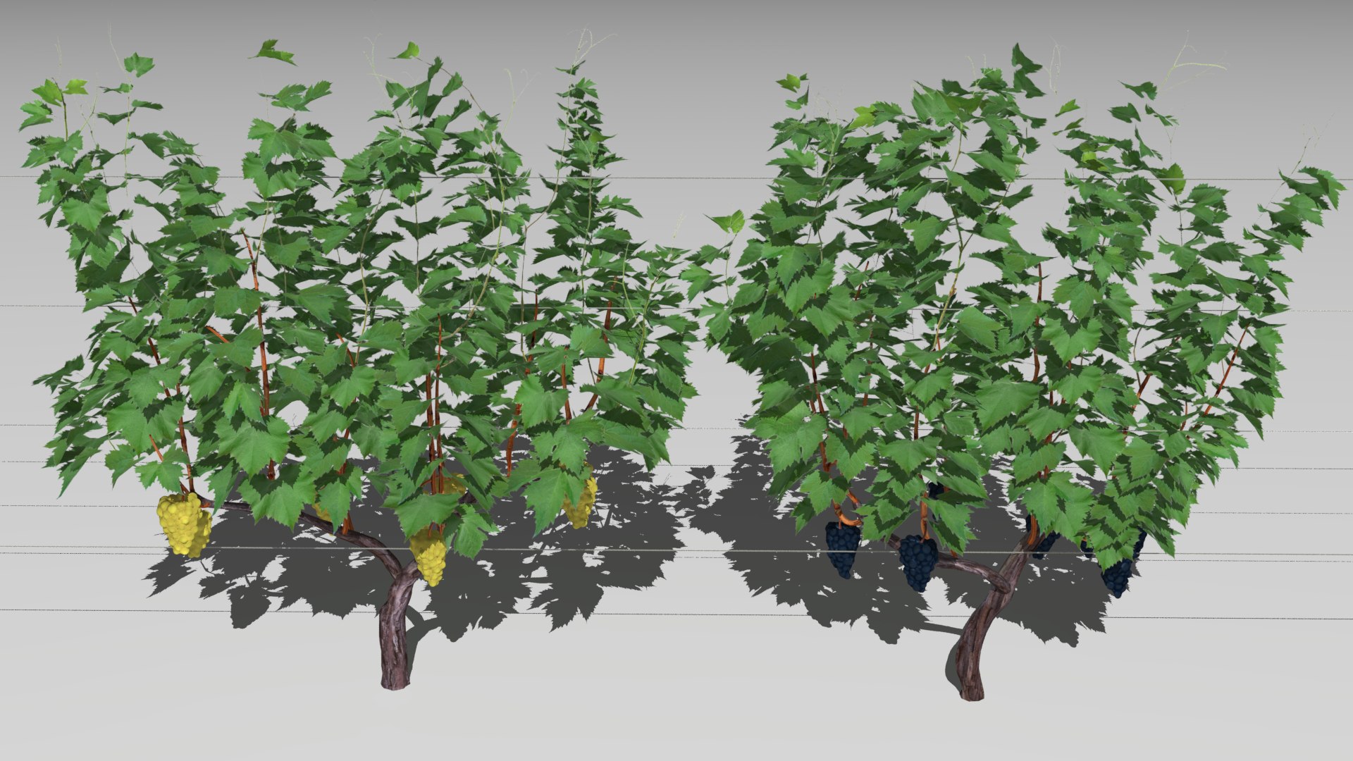 Large Vineyard 3D Model - TurboSquid 2407831