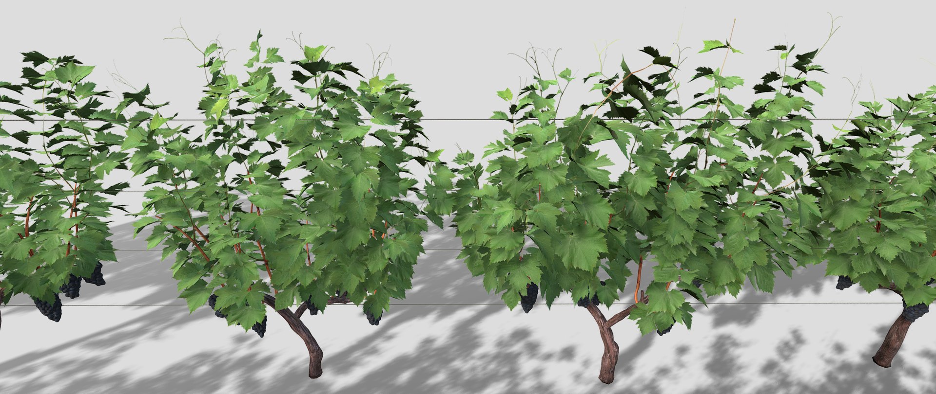 Large Vineyard 3D Model - TurboSquid 2407831