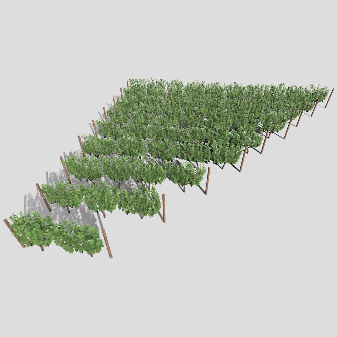 Large Vineyard 3D Model - TurboSquid 2407831