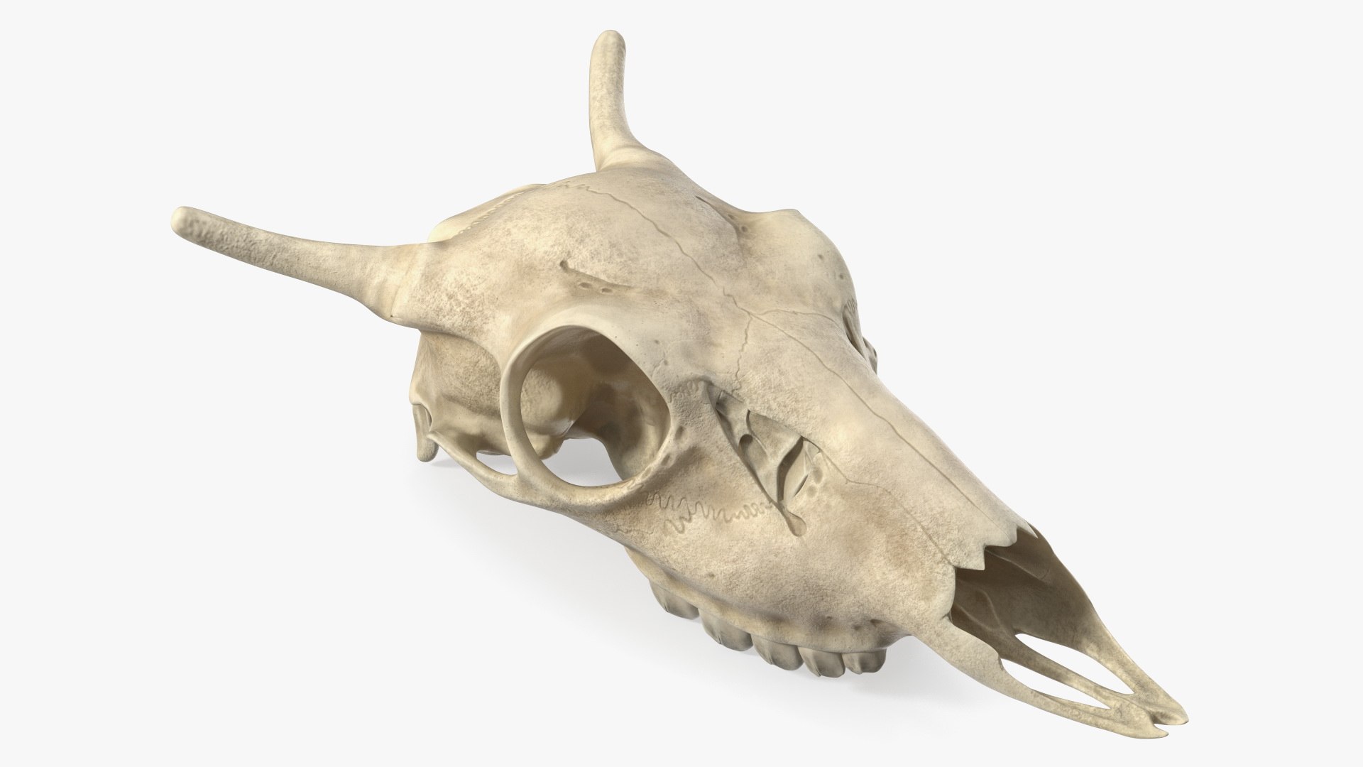 3D Deer Skull Without Antlers - TurboSquid 2186333