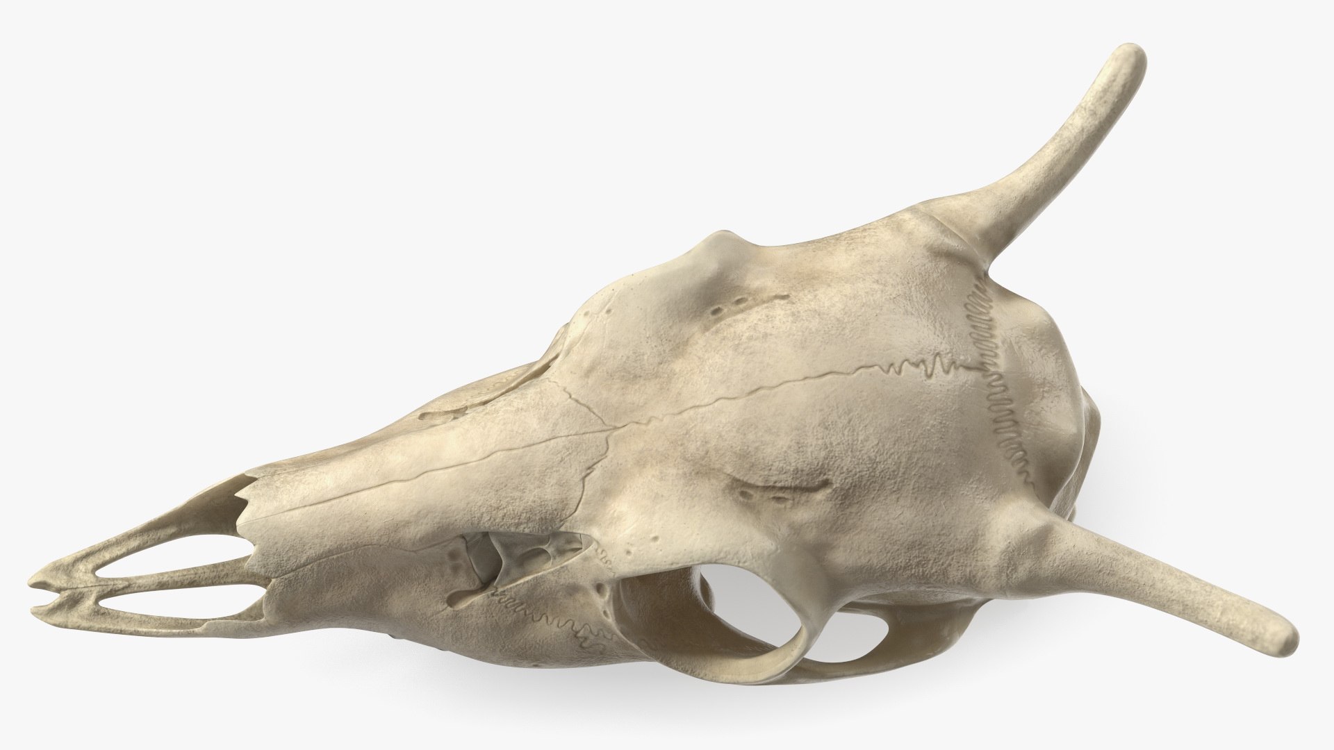 3D Deer Skull Without Antlers - TurboSquid 2186333
