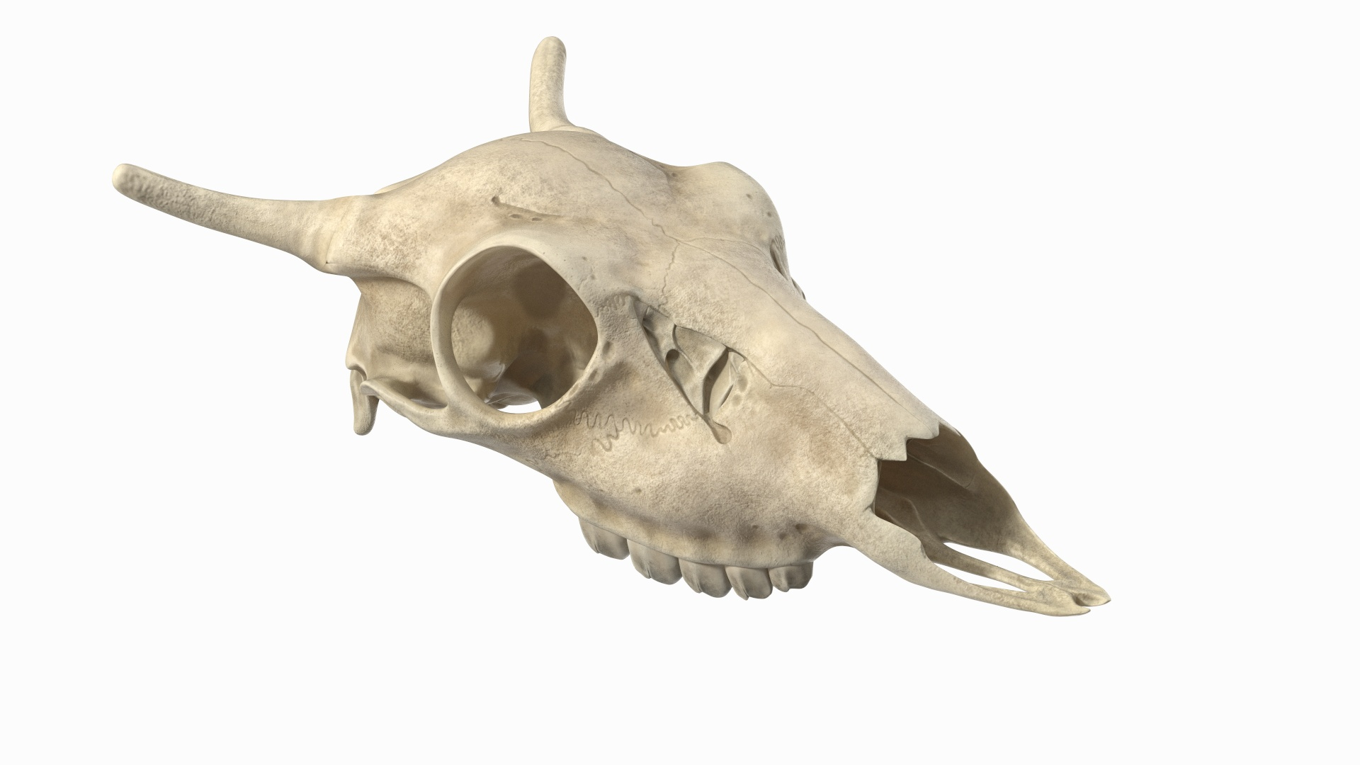 3D Deer Skull Without Antlers - TurboSquid 2186333