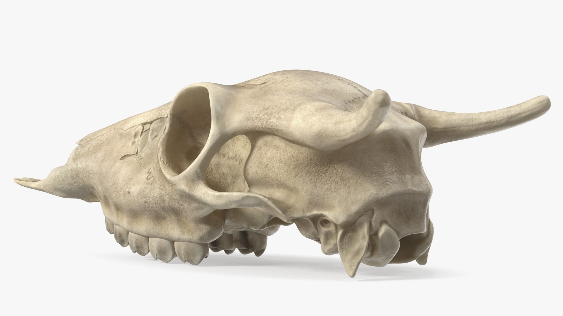 3D Deer Skull Without Antlers - TurboSquid 2186333