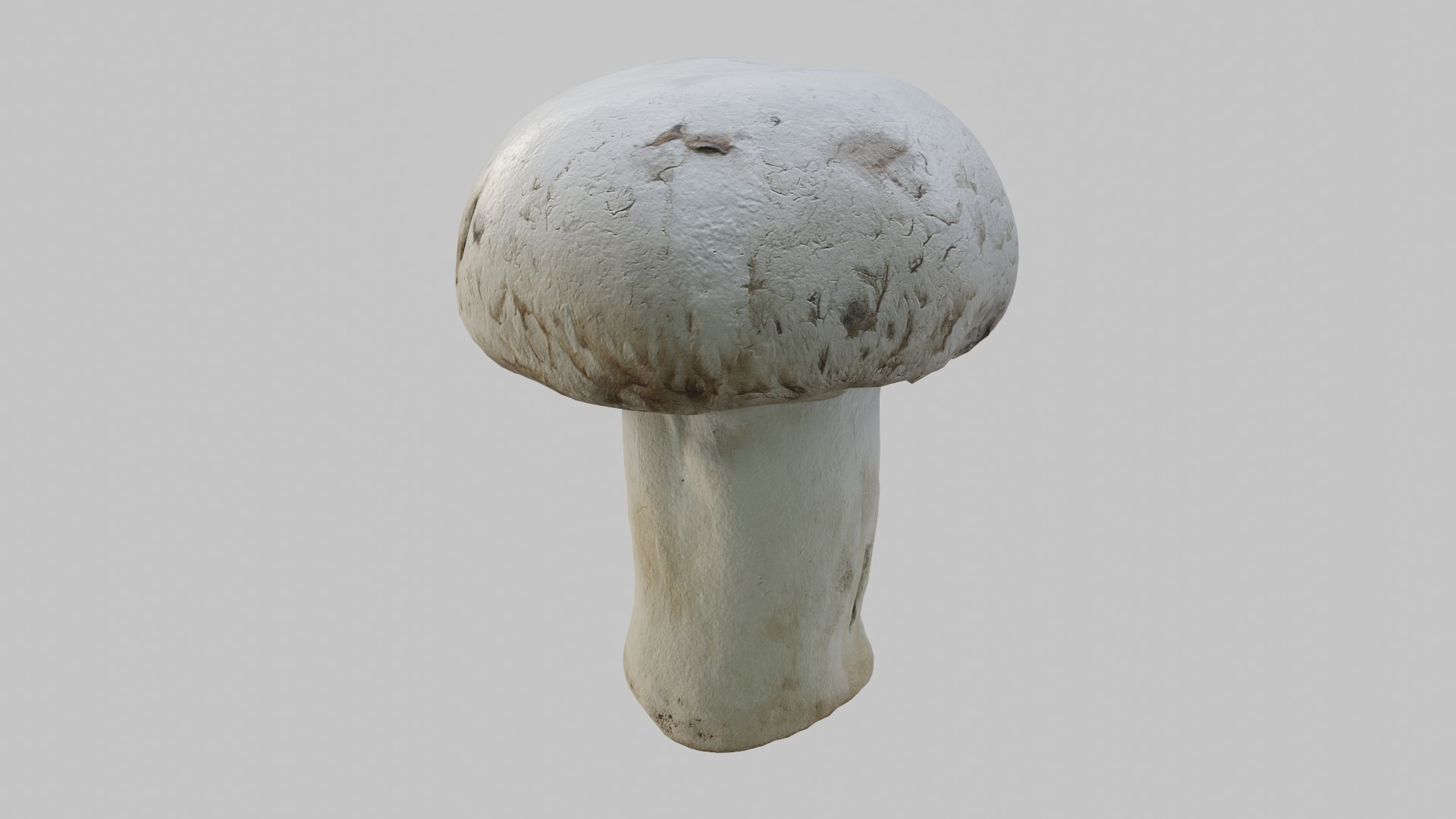 3D Champignon Mushrooms Colletction - TurboSquid 2049750