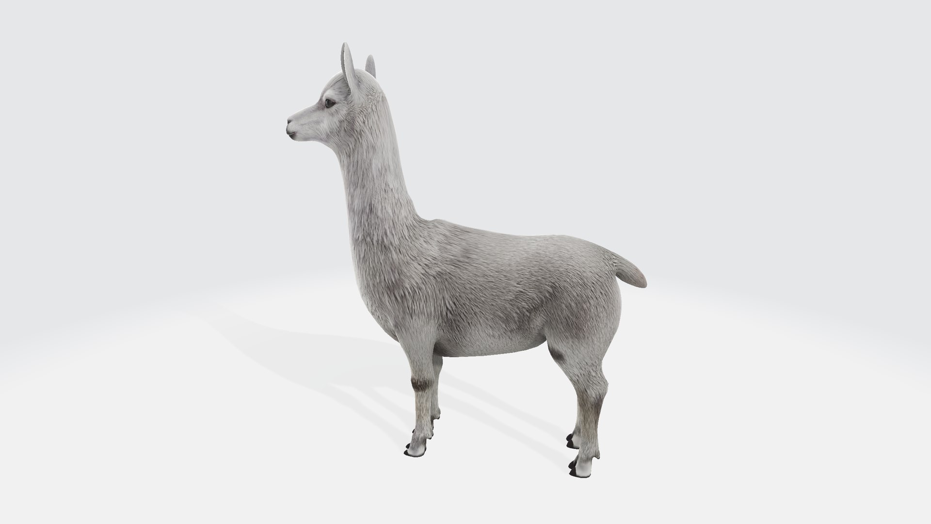 3D The Alpaca Model - TurboSquid 2301635