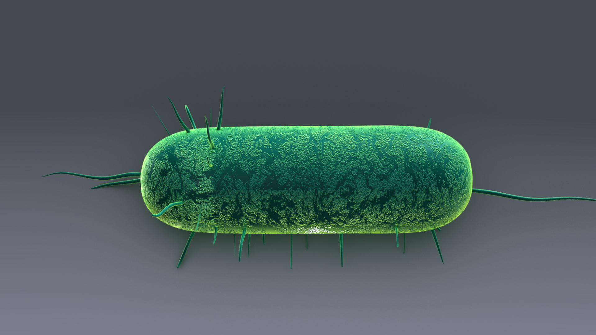 3d Anatomy Bacteria Model