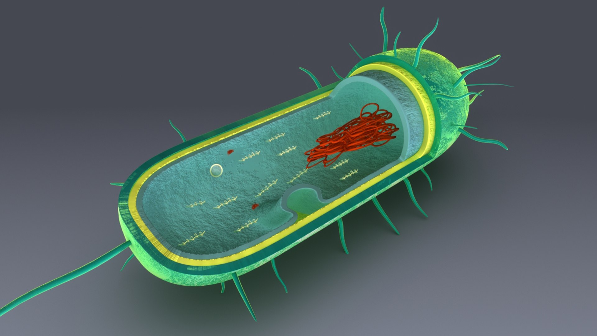 3d Anatomy Bacteria Model