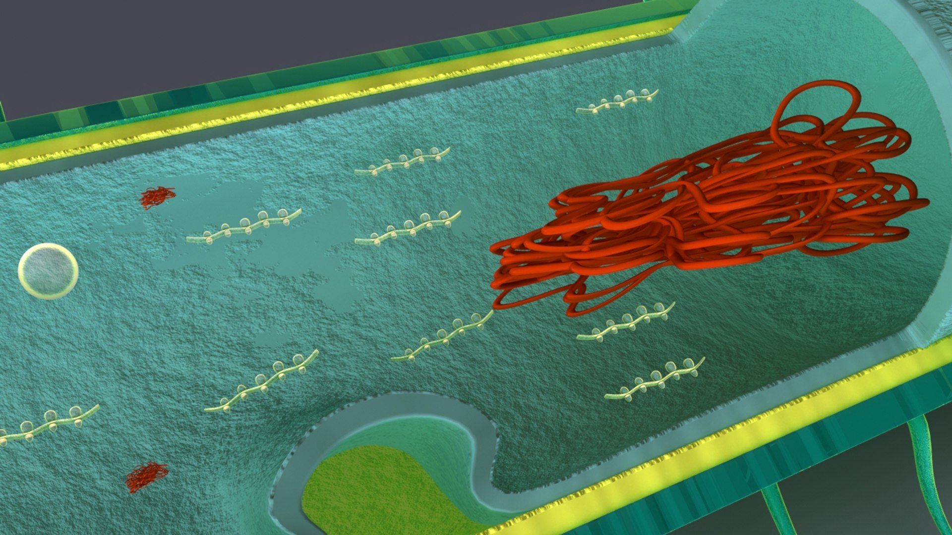 3d Anatomy Bacteria Model