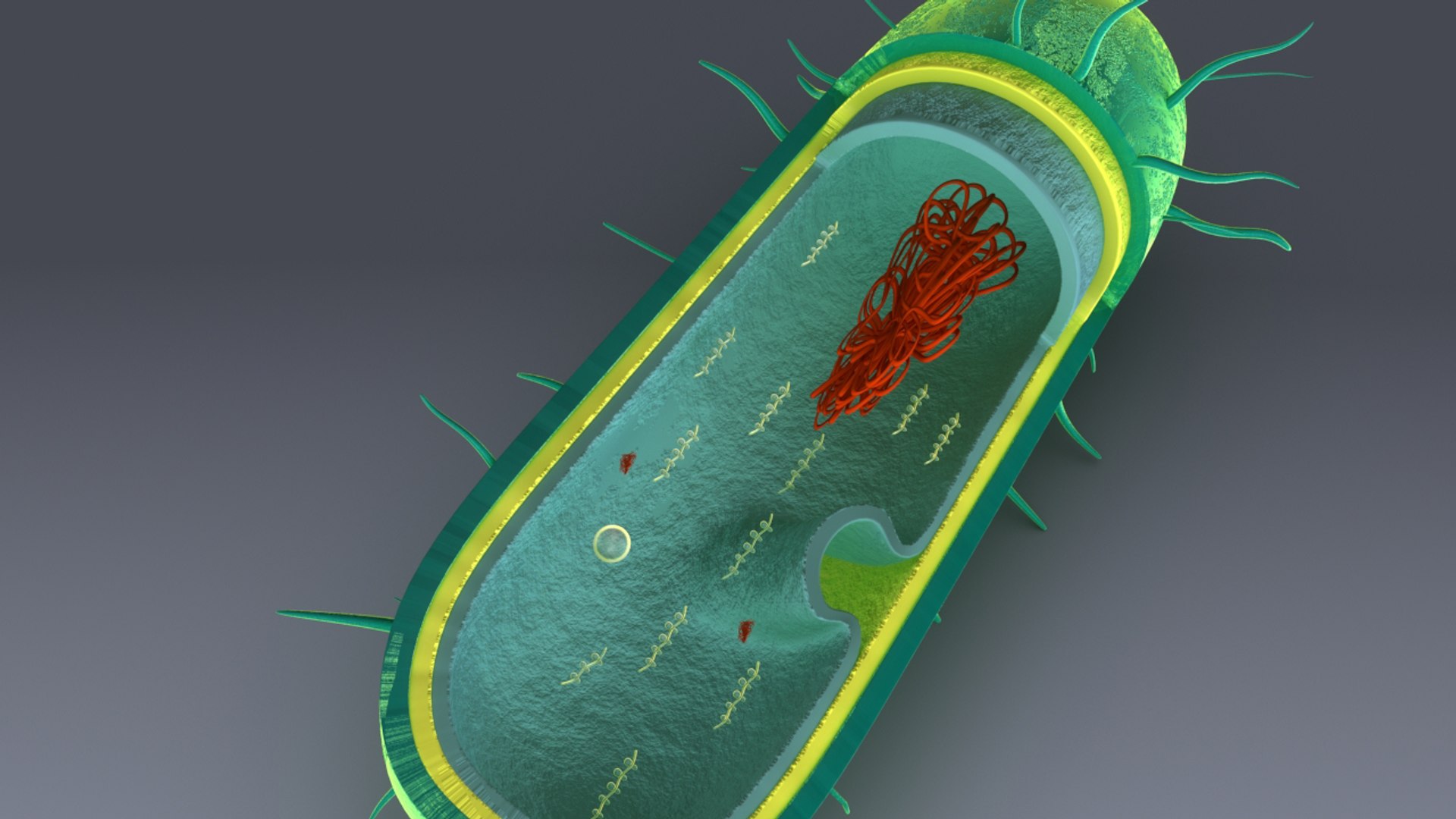 3d anatomy bacteria model
