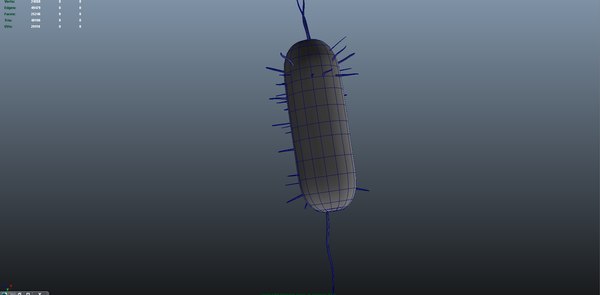 3d anatomy bacteria model