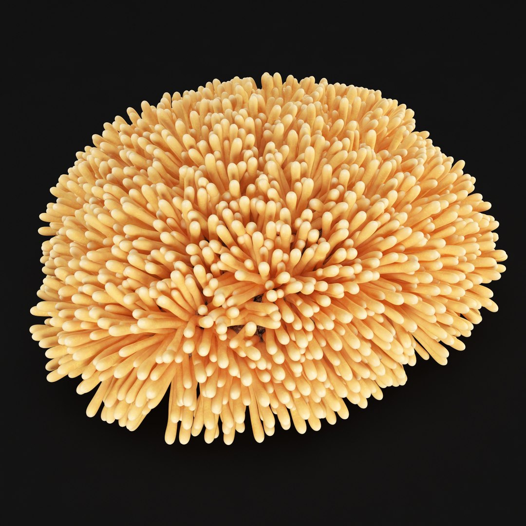 Coral 3d Model