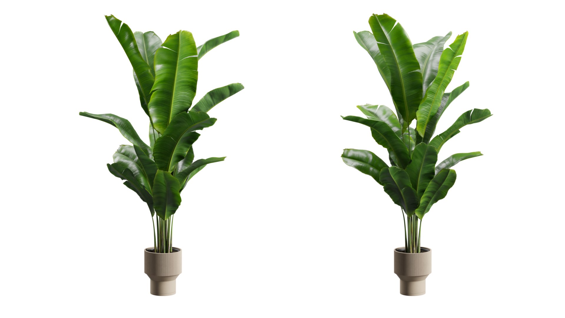 Potted Strelitzia Reginae 3D - TurboSquid 2312317