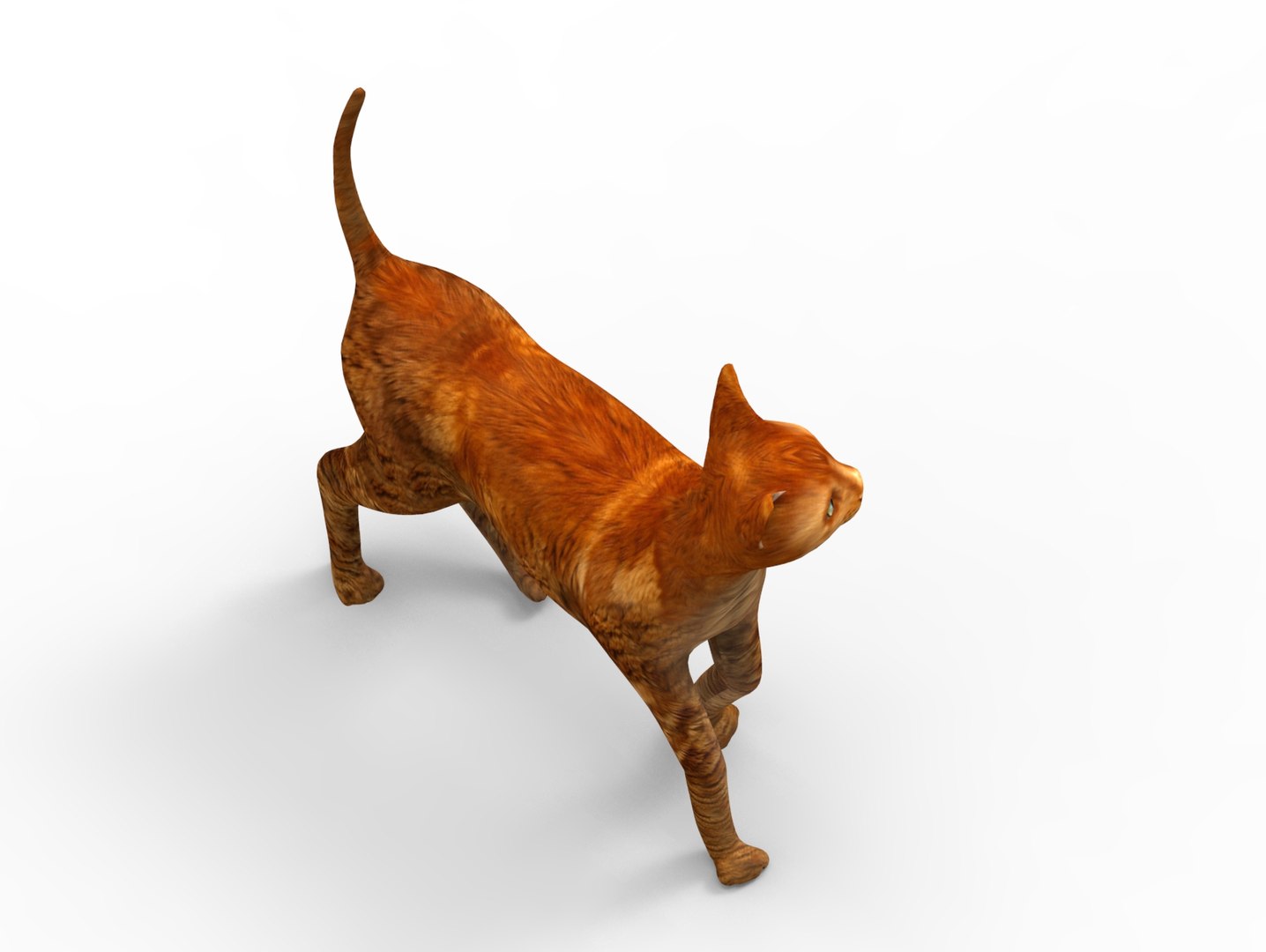 3D cat rigged - TurboSquid 1197986
