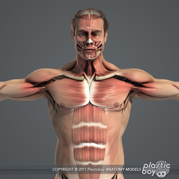 3d model rigged male body muscular
