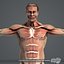 3d Model Rigged Male Body Muscular