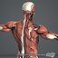 3d Model Rigged Male Body Muscular