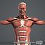 3d Model Rigged Male Body Muscular