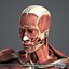 3d Model Rigged Male Body Muscular