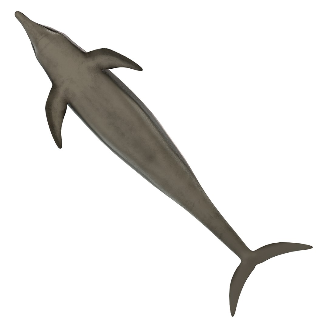 Dolphin 3D Model - TurboSquid 1437418
