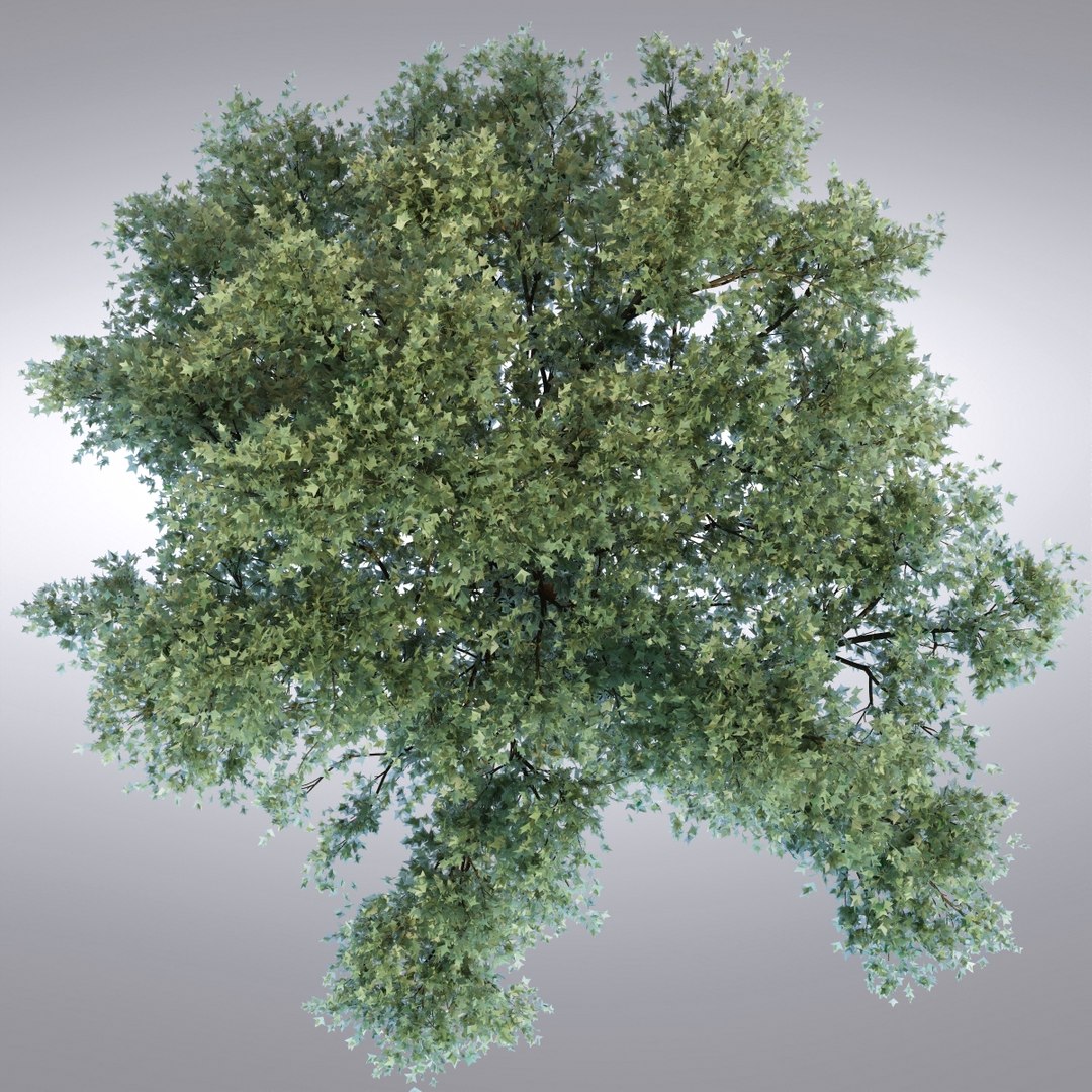 3d Hi Realistic Series Tree