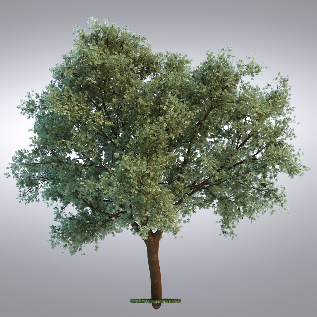 3d Hi Realistic Series Tree