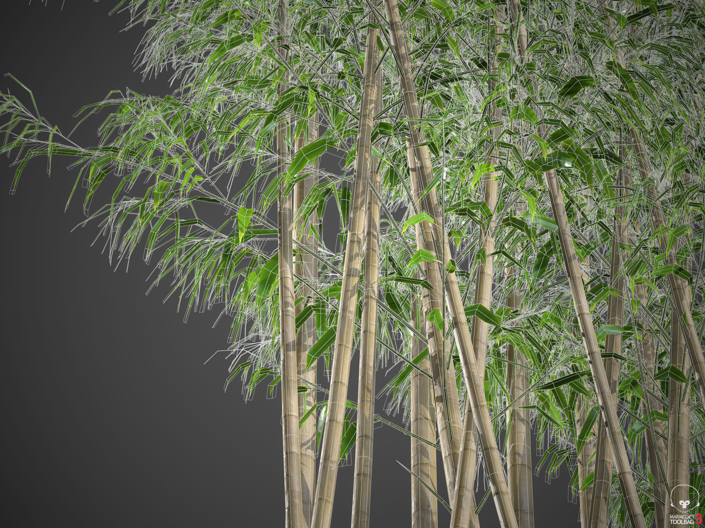Modelo 3d 2021 Pbr Golden Bamboo Bambusa Vulgaris Gratis Turbosquid