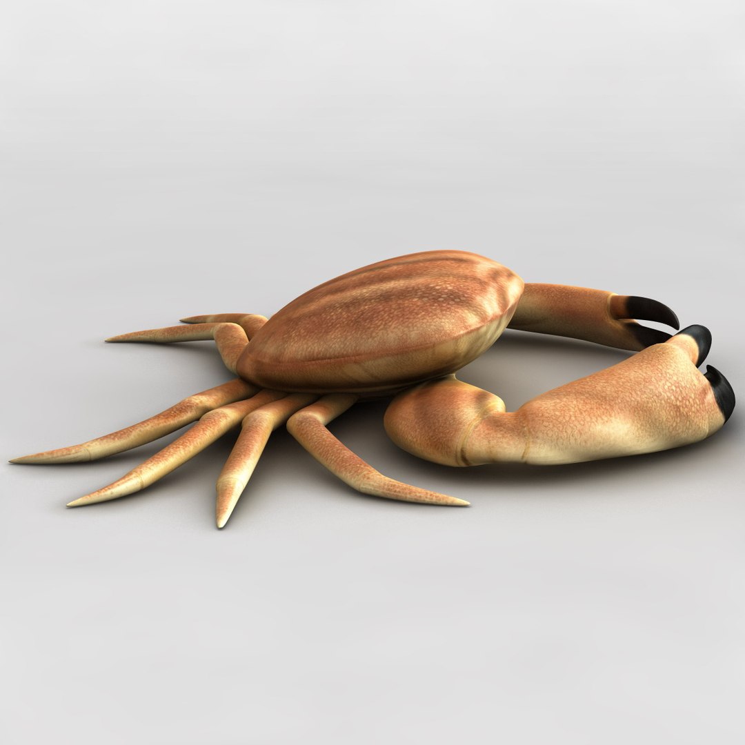 max crab modelled