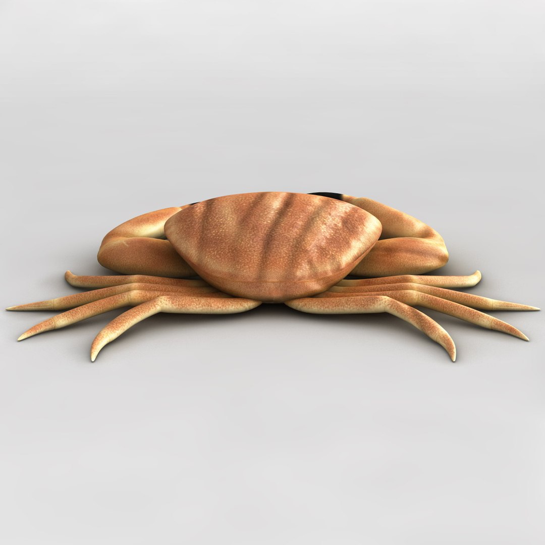 max crab modelled