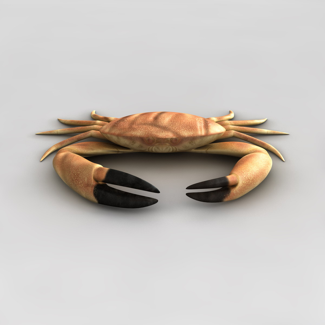 max crab modelled