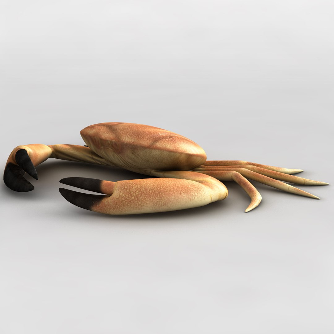max crab modelled