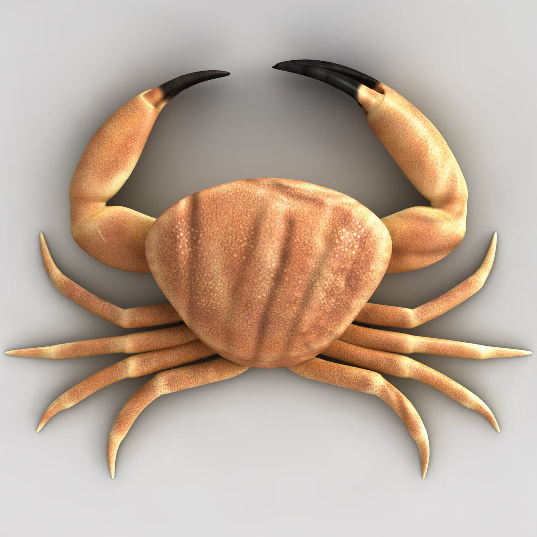 max crab modelled