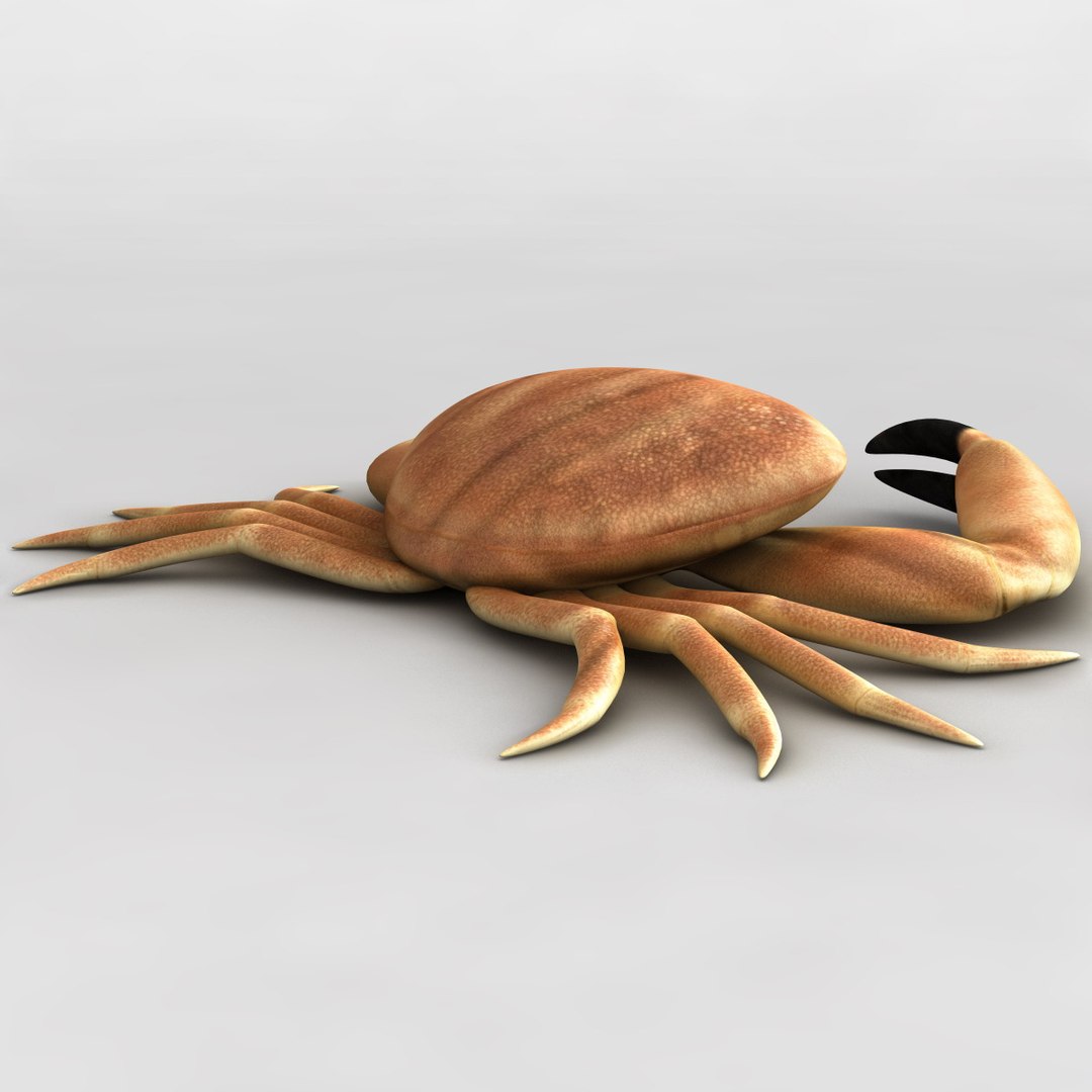 max crab modelled