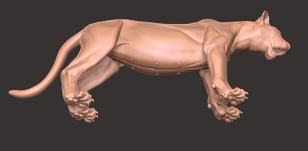 3D Tiger Cub Primary Forms Zbrush Sculpt model - TurboSquid 1820067