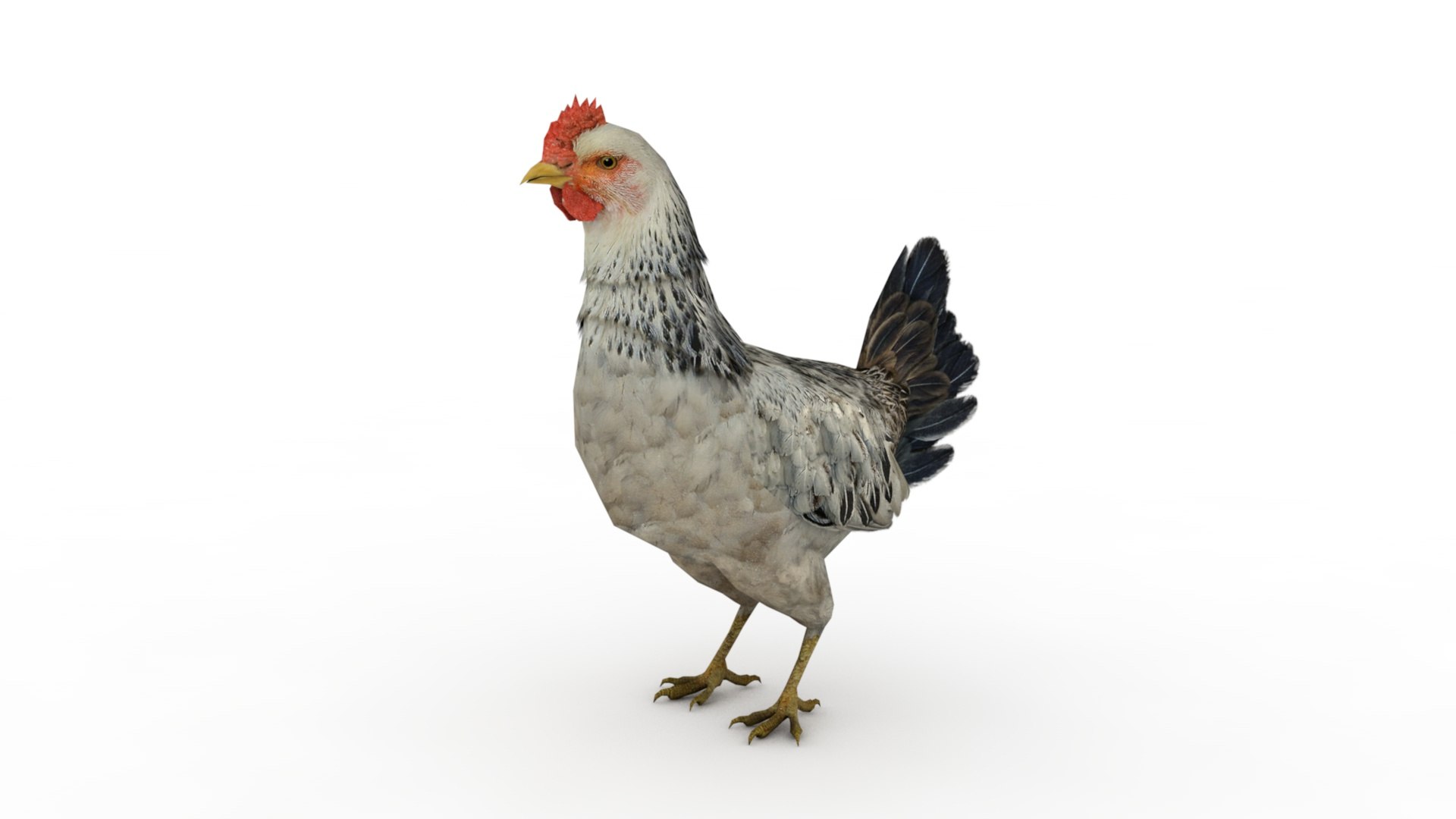 3D Hen - TurboSquid 2234271