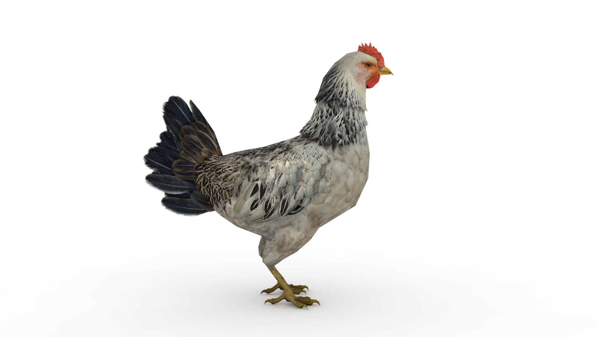 3D Hen - TurboSquid 2234271