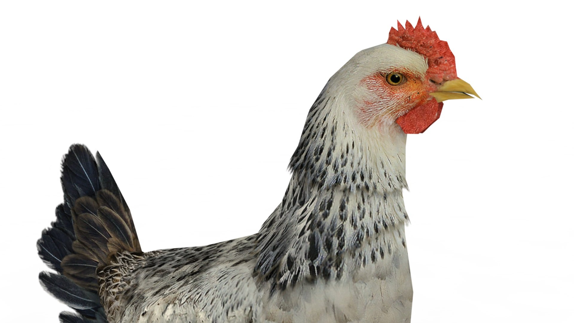 3D Hen - TurboSquid 2234271