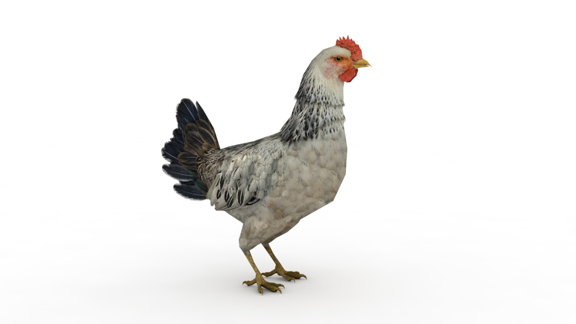 3D Hen - TurboSquid 2234271