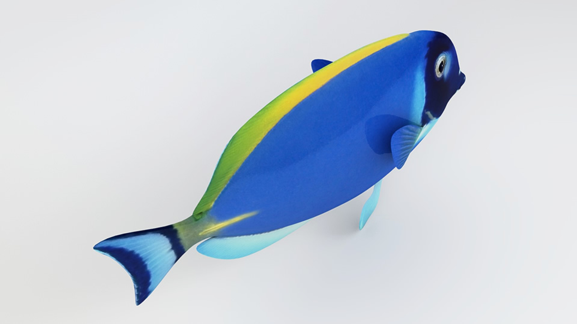 3ds max blue sea fish