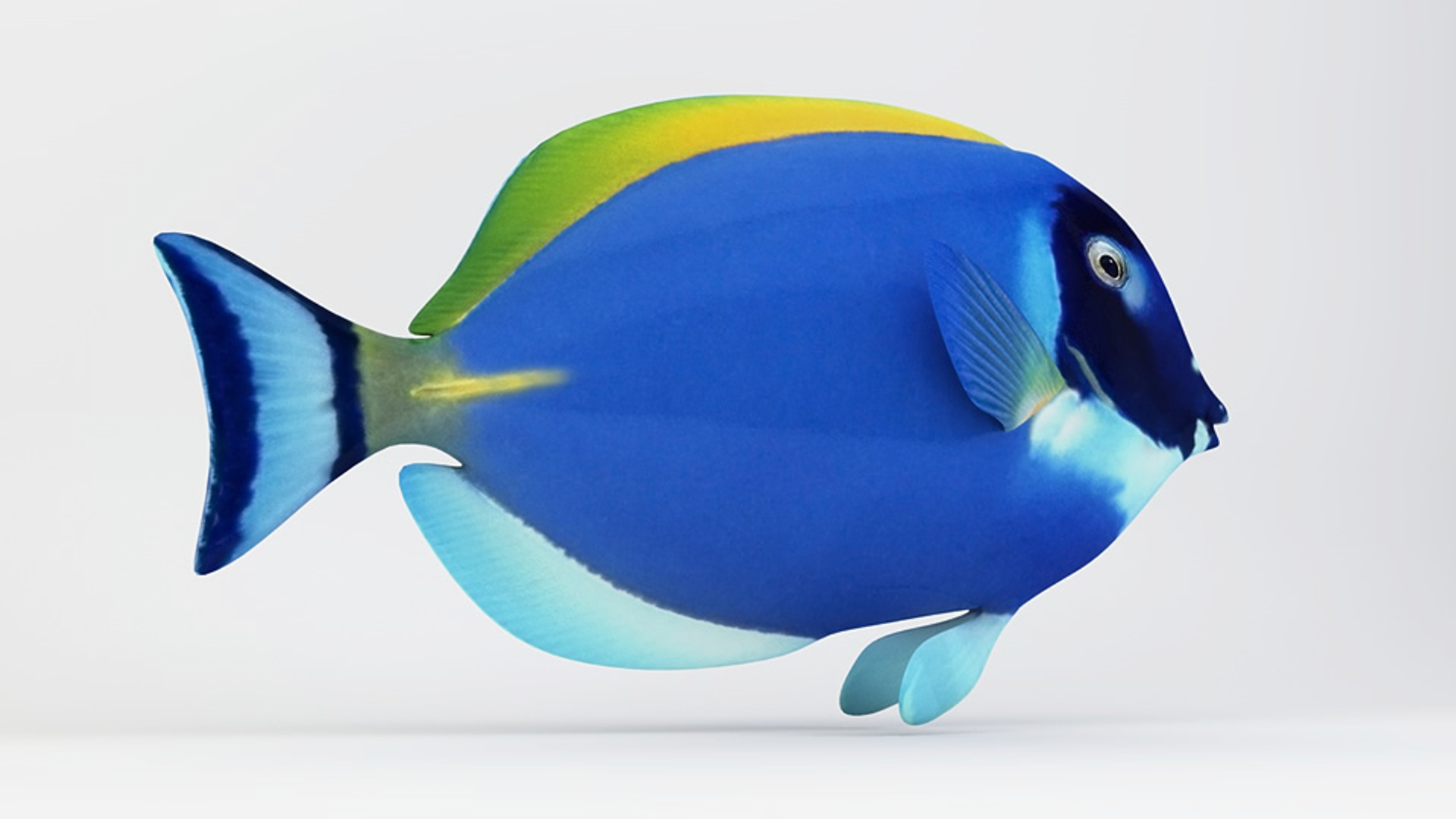 3ds max blue sea fish