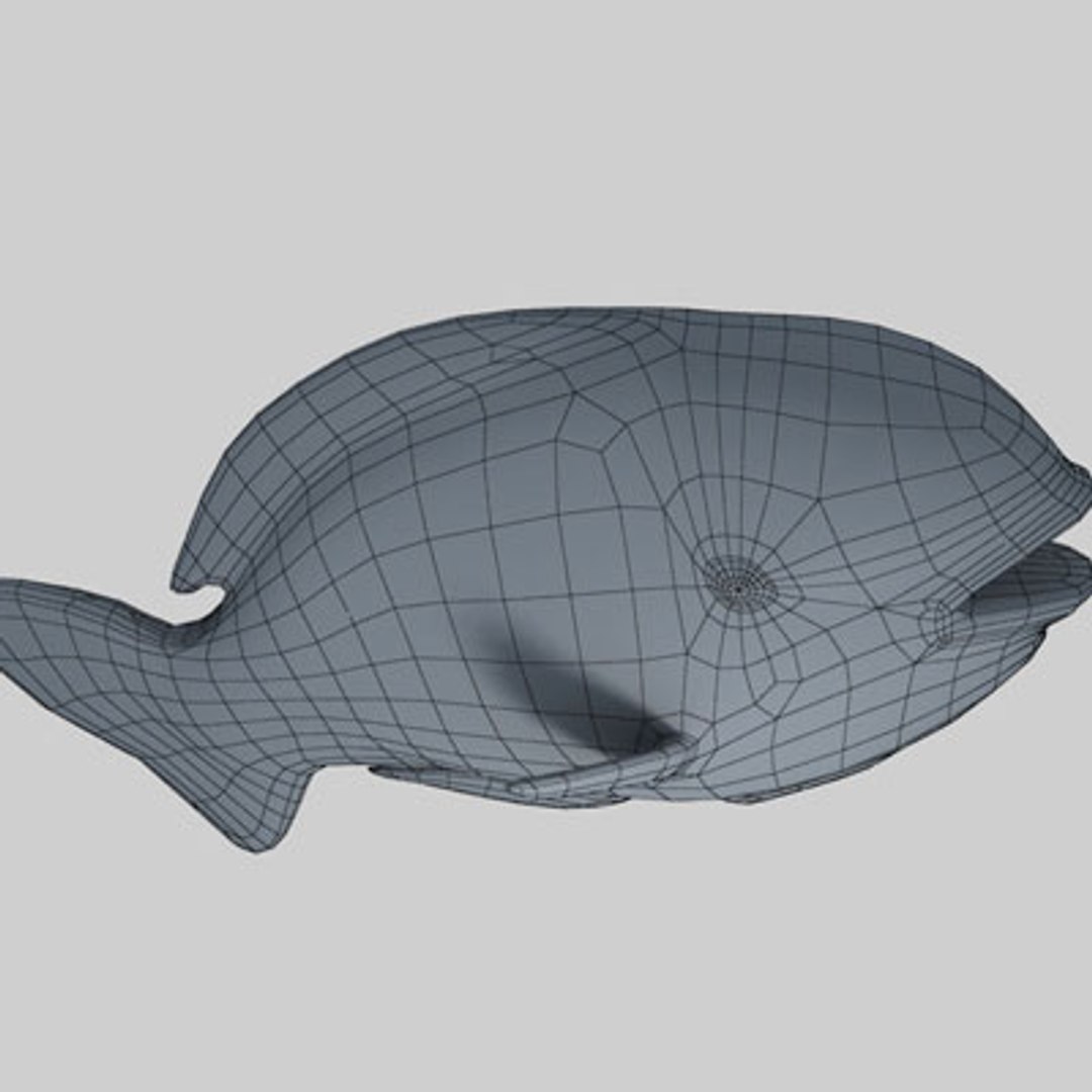 Parrotfish Fish 3d Obj
