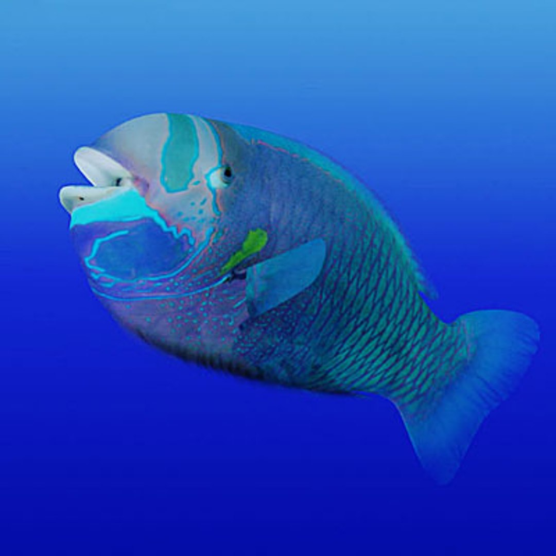 Parrotfish Fish 3d Obj
