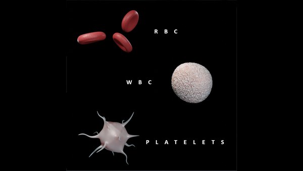 Bloodcells blood cells model - TurboSquid 1672918