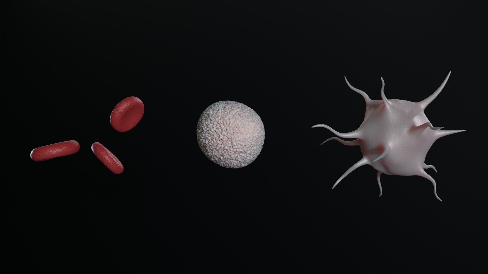 Bloodcells Blood Cells Model - TurboSquid 1672918