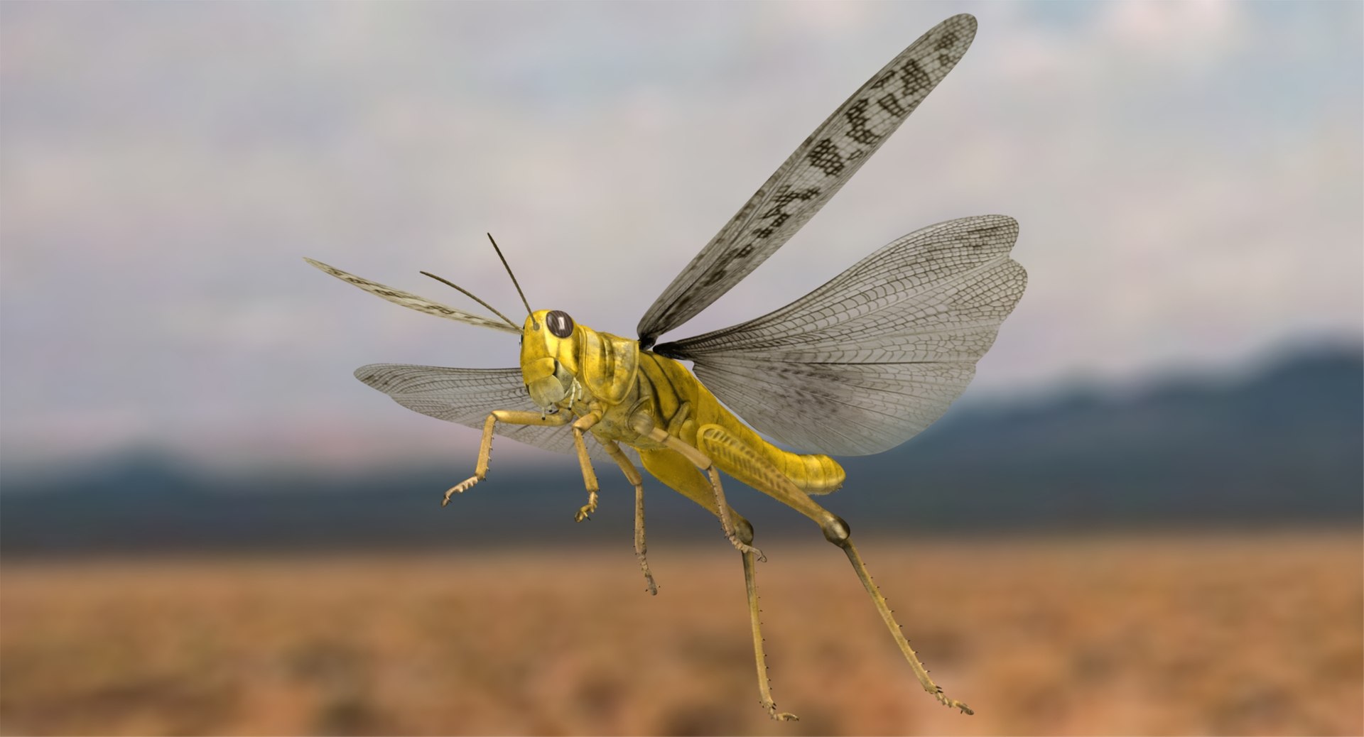 obj schistocerca gregaria desert locust