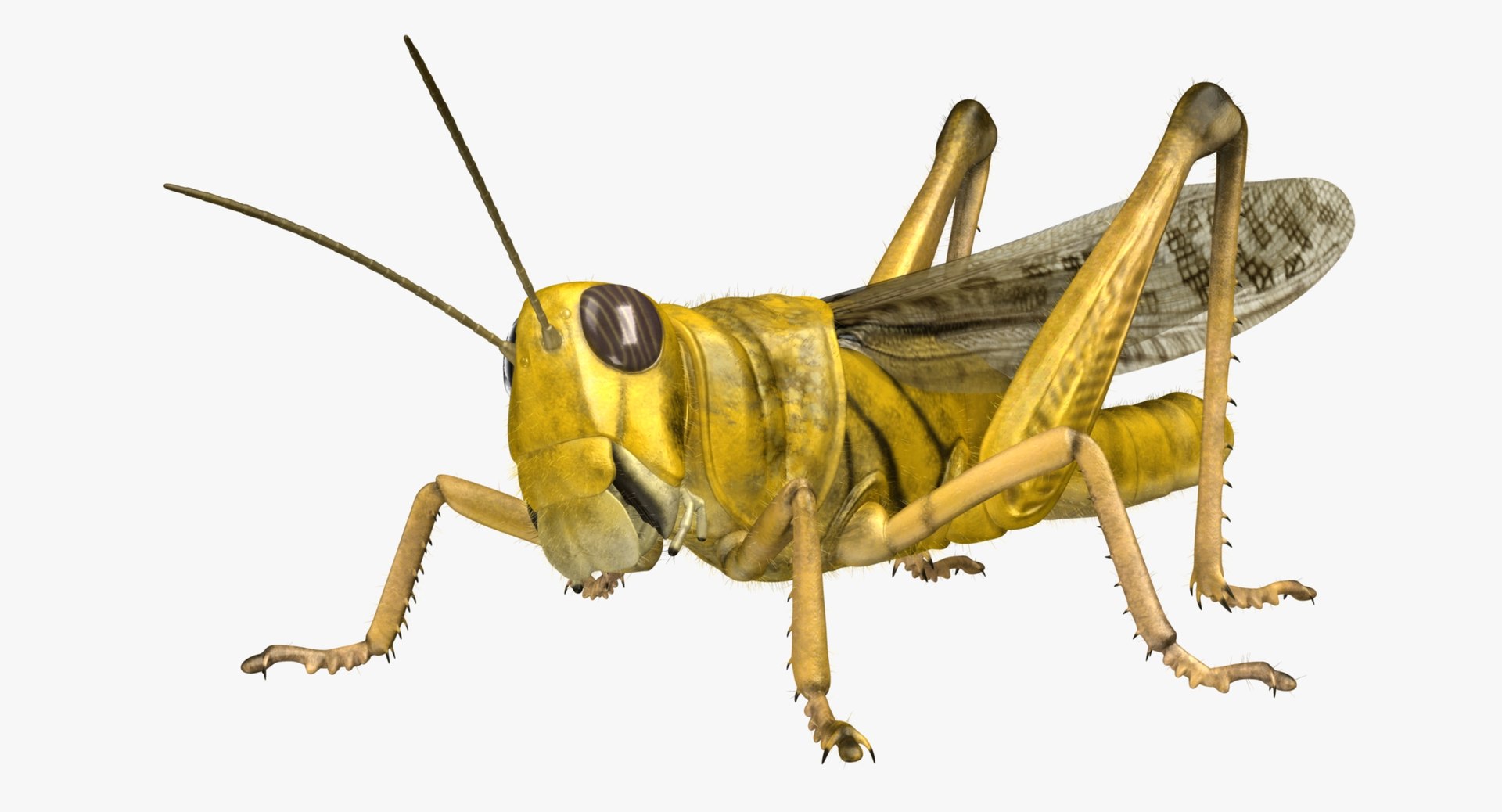 Obj Schistocerca Gregaria Desert Locust