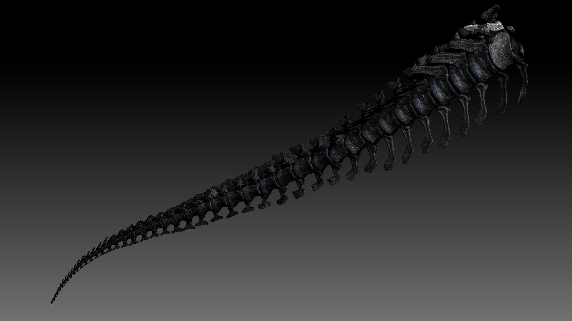 3D Trex Tail Set Skeletons Model - TurboSquid 1707521