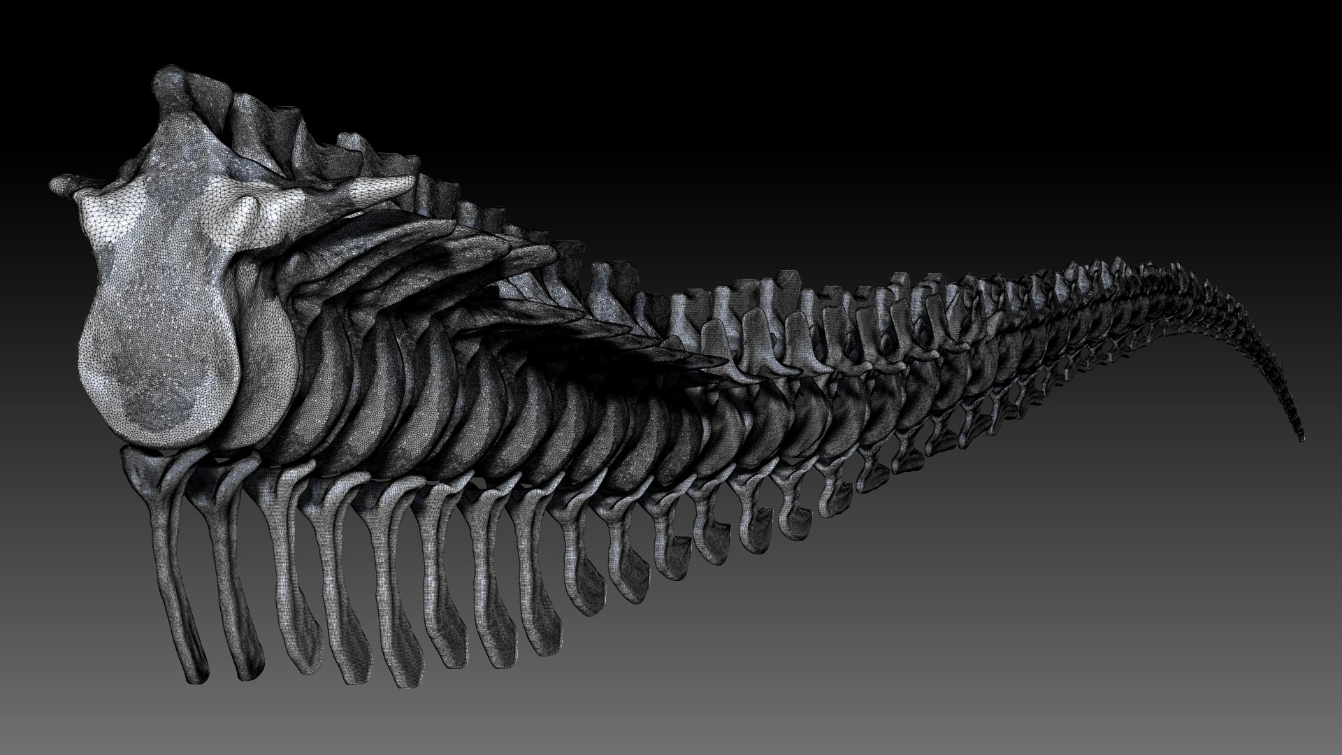 3D Trex Tail Set Skeletons Model - TurboSquid 1707521