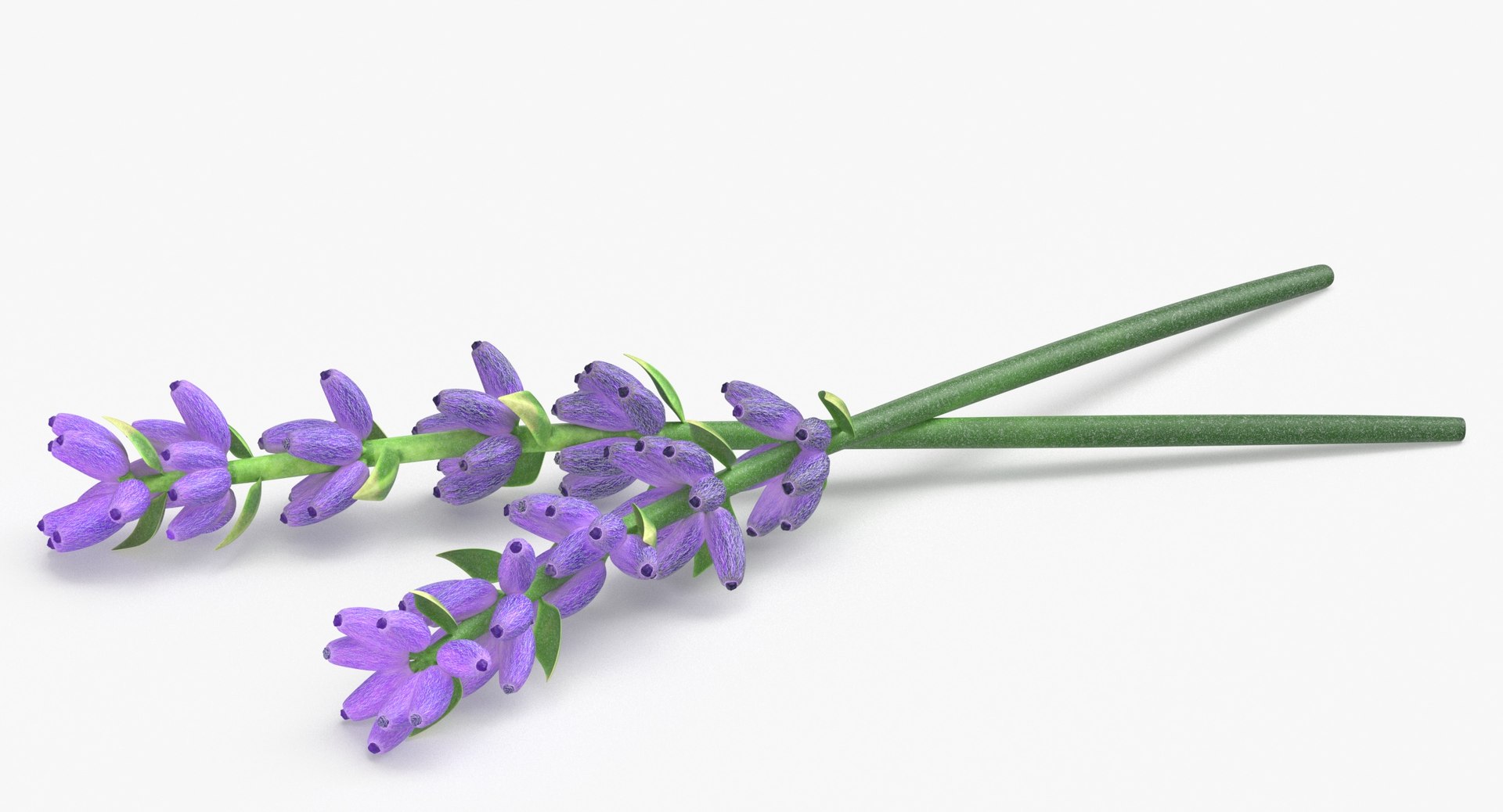 Prop 11 Lavender Sprigs Type 02 Sprigs Model - TurboSquid 2144275